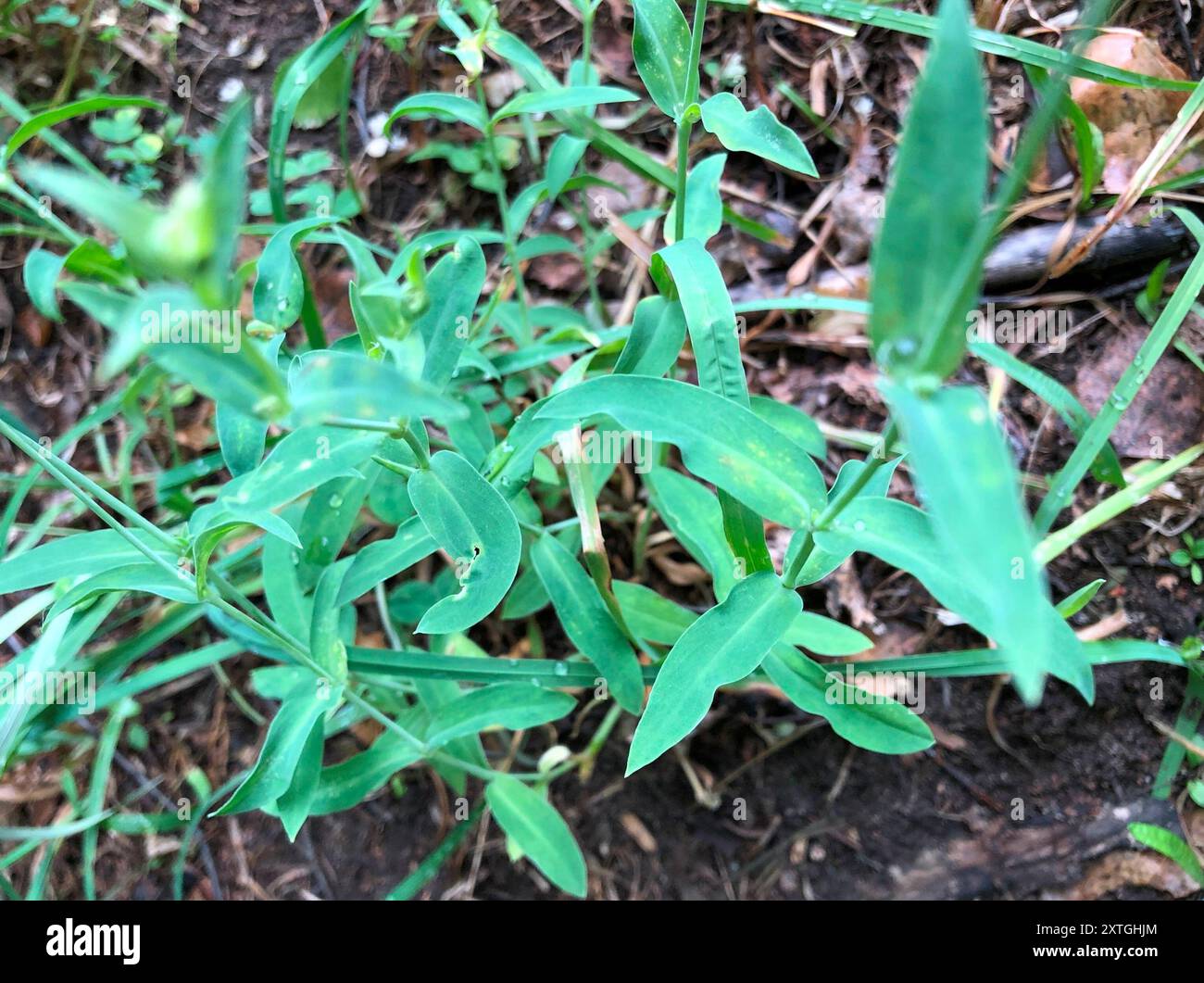 bladder campion (Silene vulgaris) Plantae Stock Photo - Alamy