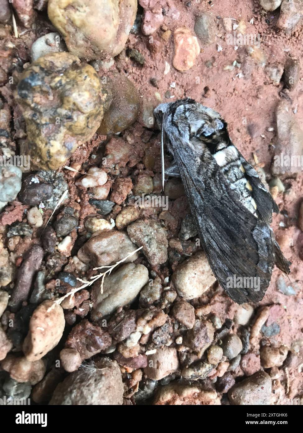 Five-spotted Hawk Moth (Manduca quinquemaculatus) Insecta Stock Photo ...