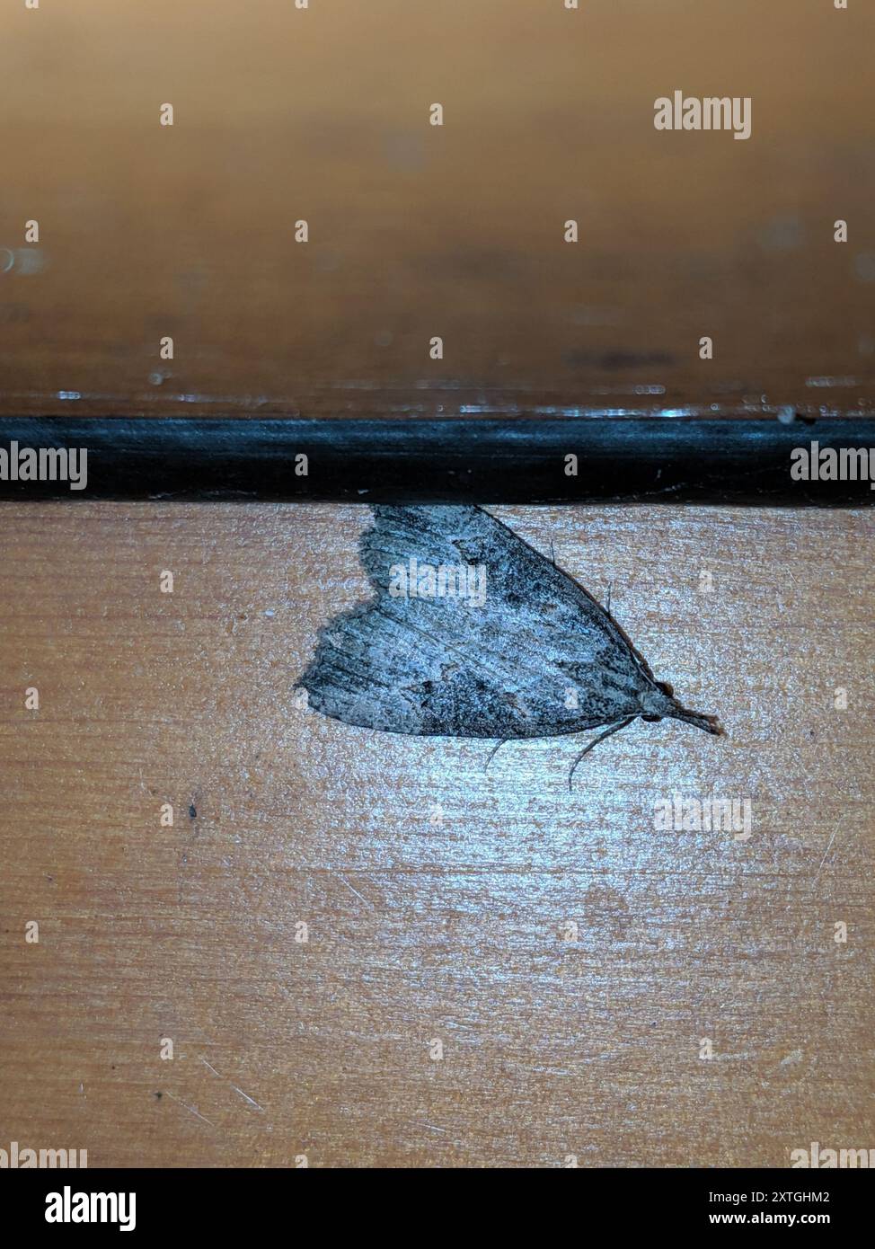 Hop Vine Snout (Hypena humuli) Insecta Stock Photo - Alamy