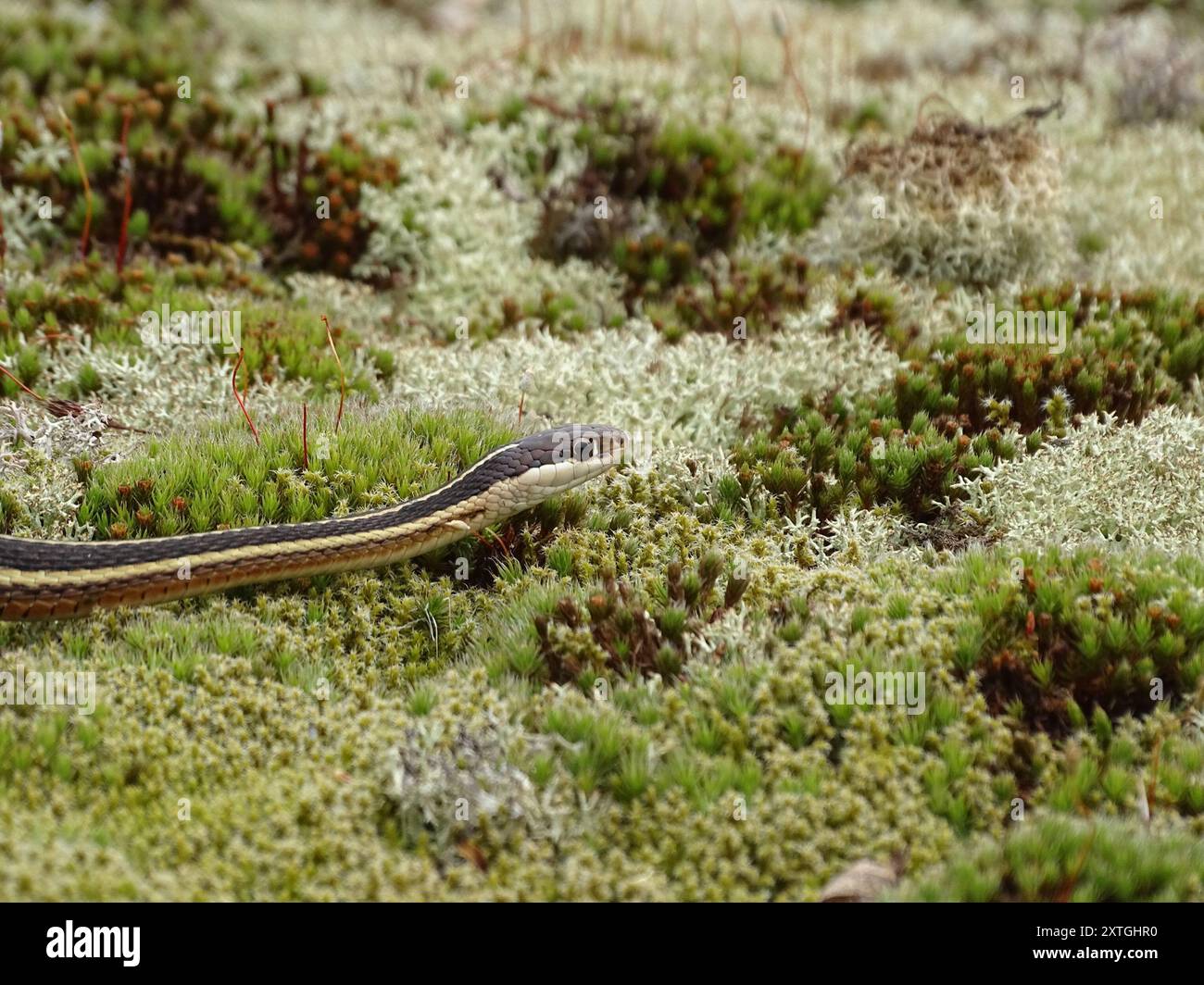 Northern Ribbon Snake (Thamnophis saurita septentrionalis) Reptilia ...