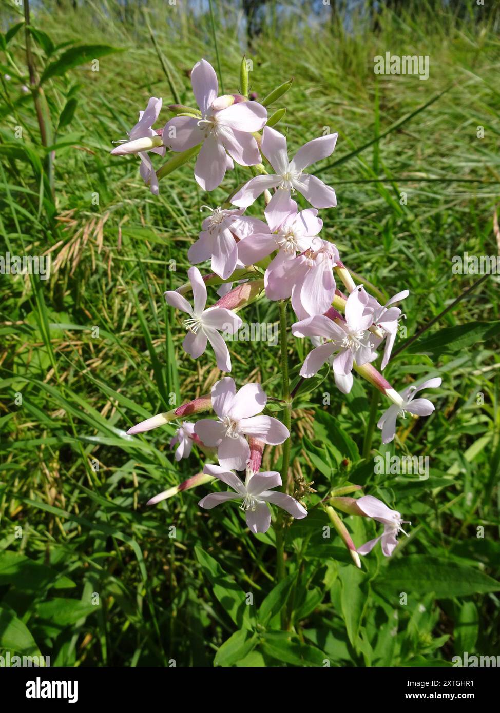 common soapwort (Saponaria officinalis) Plantae Stock Photo - Alamy