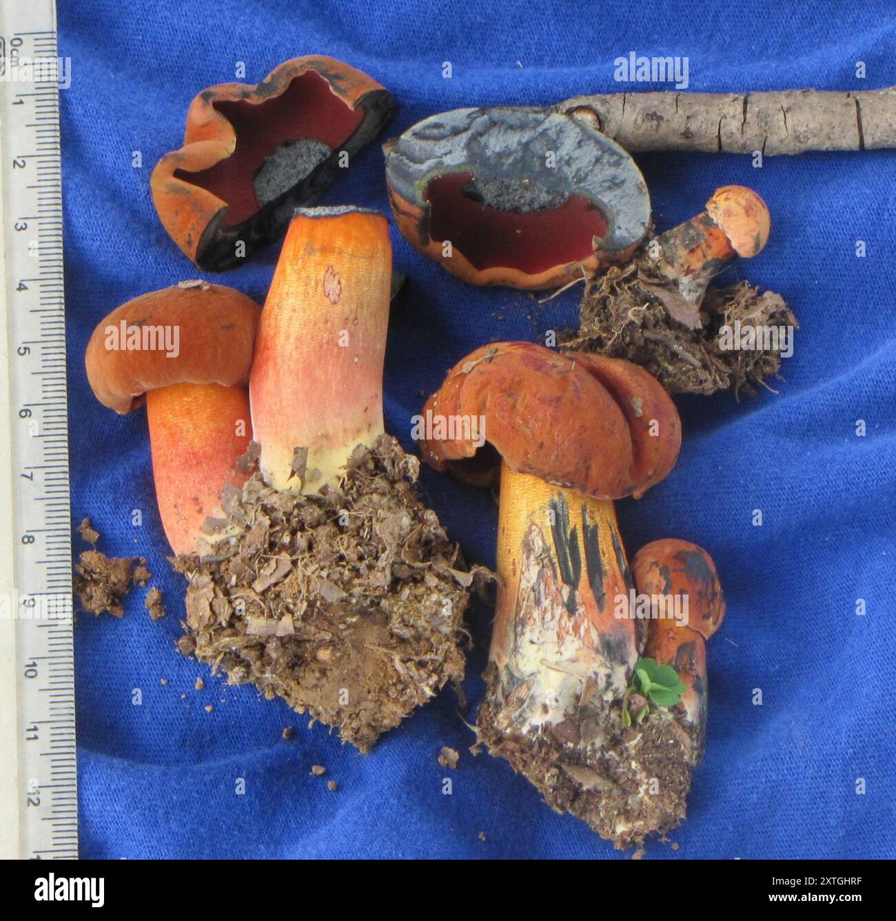 Red-mouth Bolete (Neoboletus subvelutipes) Fungi Stock Photo - Alamy