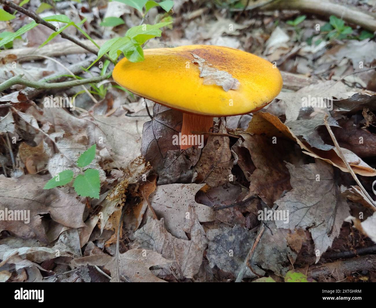 Red-mouth Bolete (Neoboletus subvelutipes) Fungi Stock Photo - Alamy