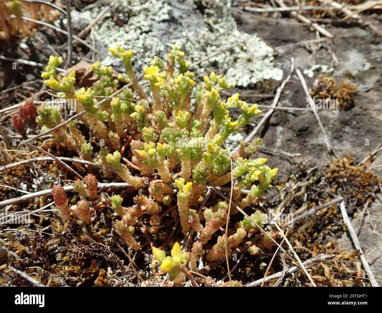 Biting Stonecrop (Sedum acre) Plantae Stock Photo - Alamy