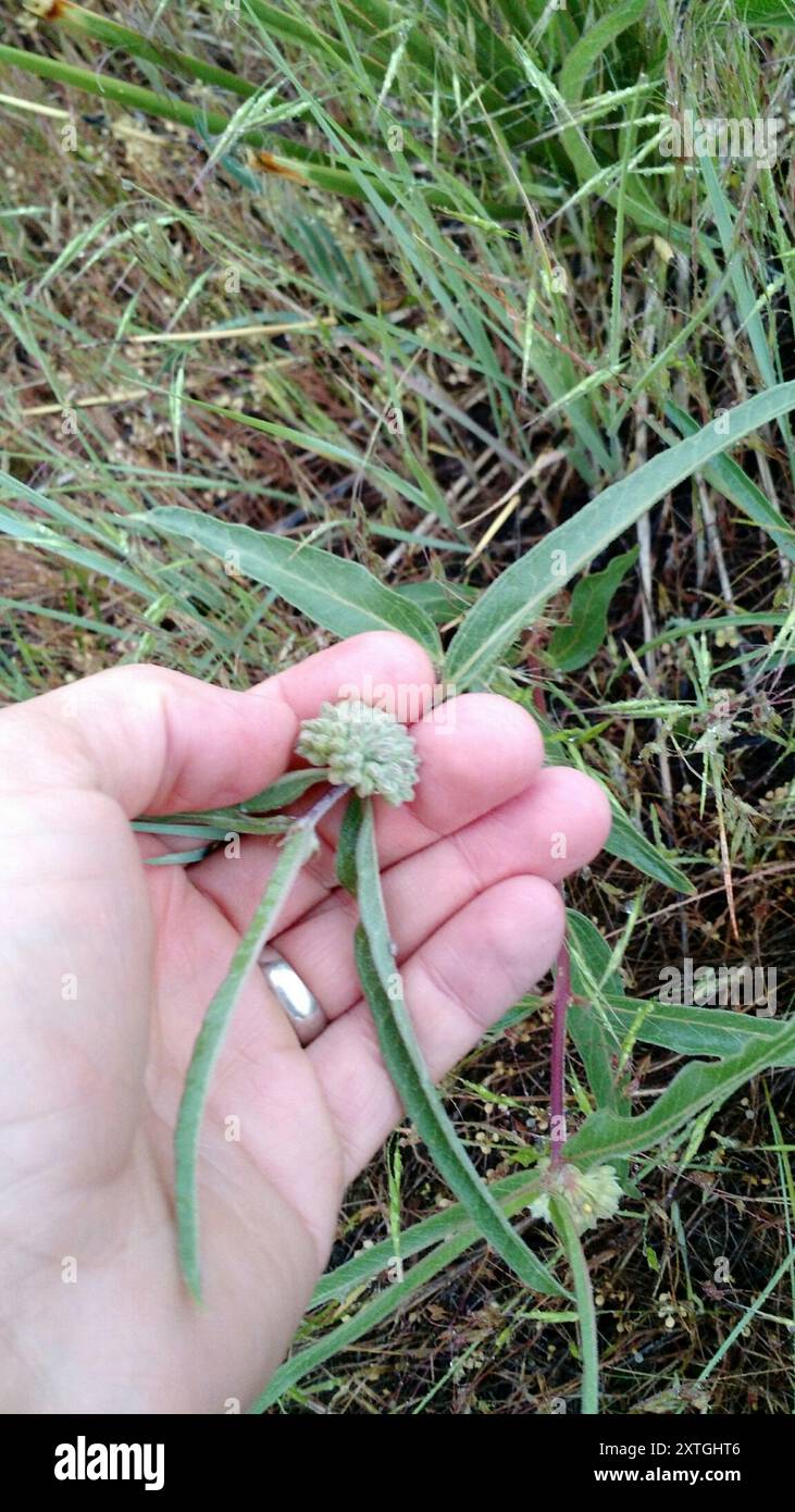 green comet milkweed (Asclepias viridiflora) Plantae Stock Photo - Alamy