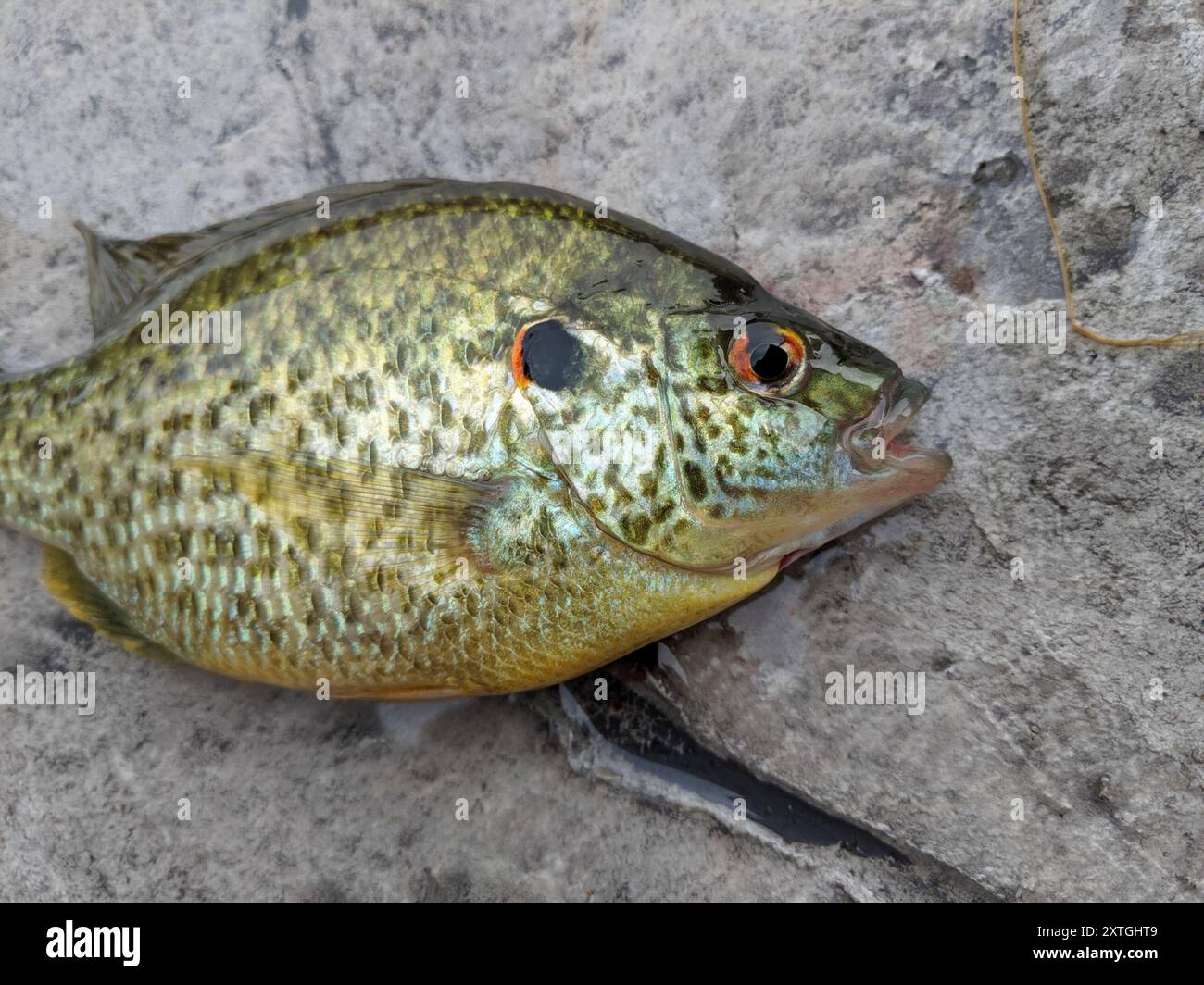 Redear Sunfish (Lepomis microlophus) Actinopterygii Stock Photo - Alamy