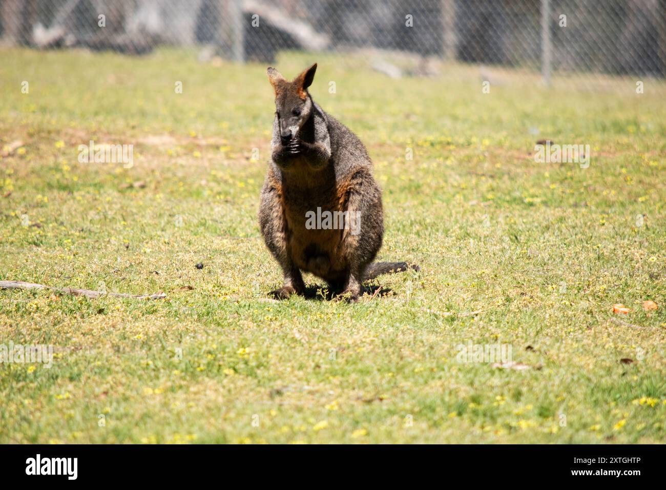 The swamp wallaby has dark brown fur, often with lighter rusty patches ...