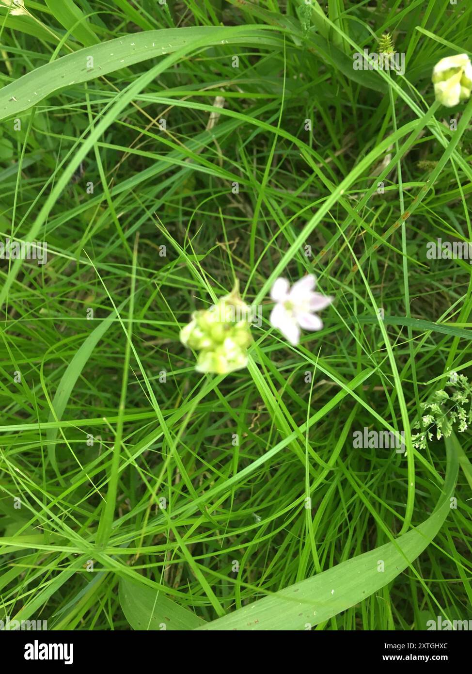 Canadian Meadow garlic (Allium canadense) Plantae Stock Photo - Alamy