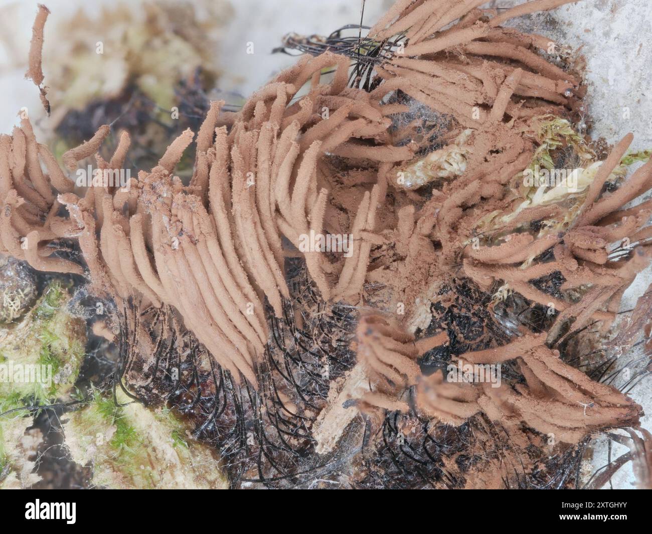 (Stemonitis axifera) Protozoa Stock Photo - Alamy
