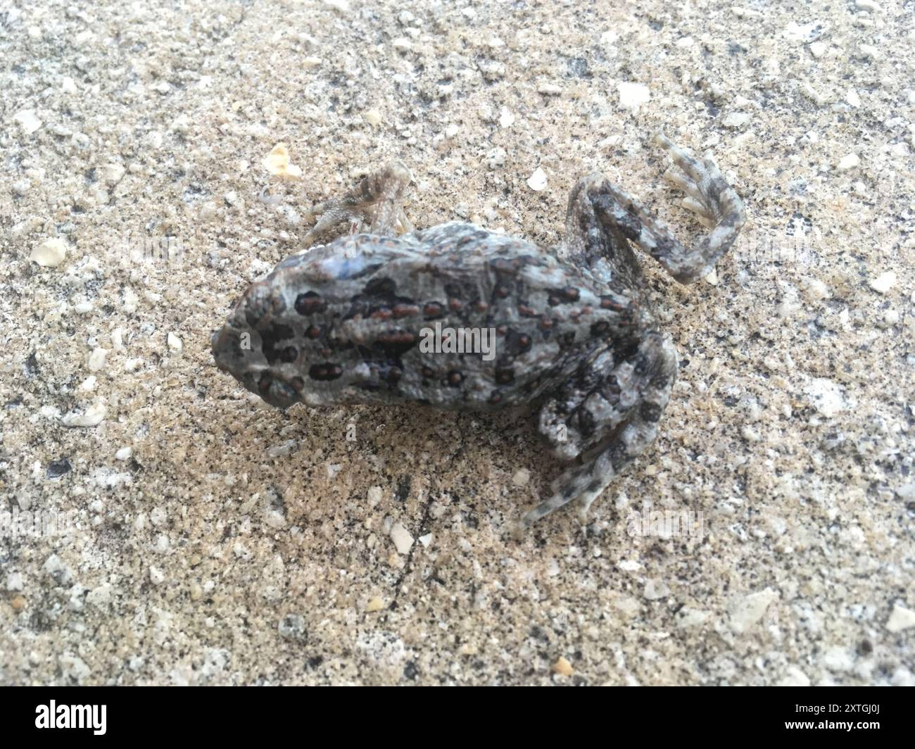 Cane Toad (Rhinella marina) Amphibia Stock Photo - Alamy