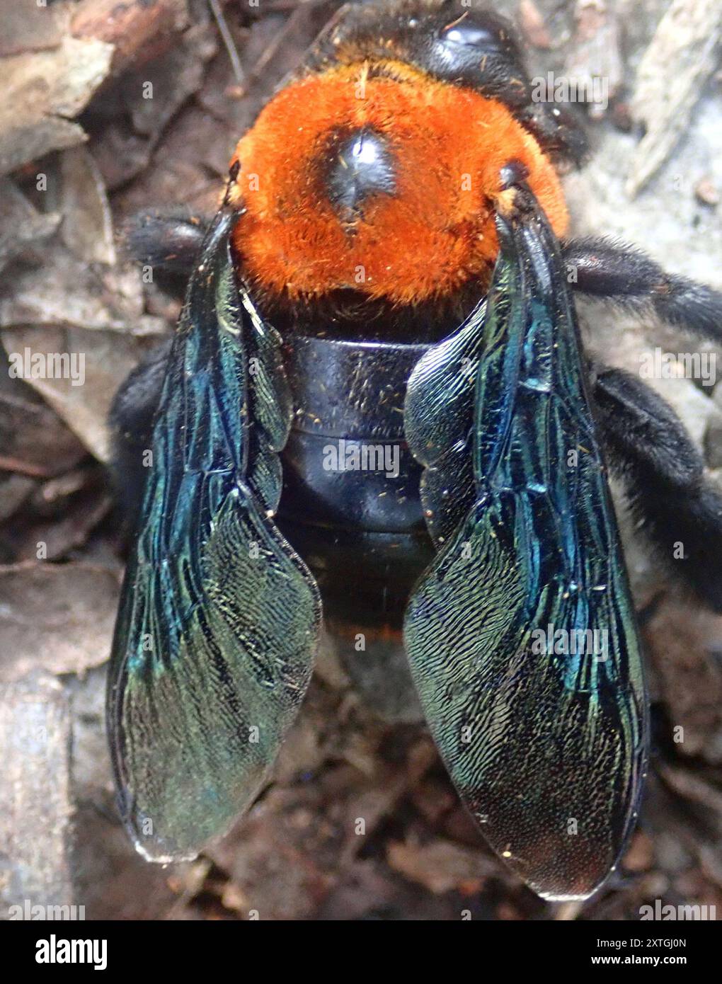 Giant Carpenter Bee (Xylocopa flavorufa) Insecta Stock Photo - Alamy