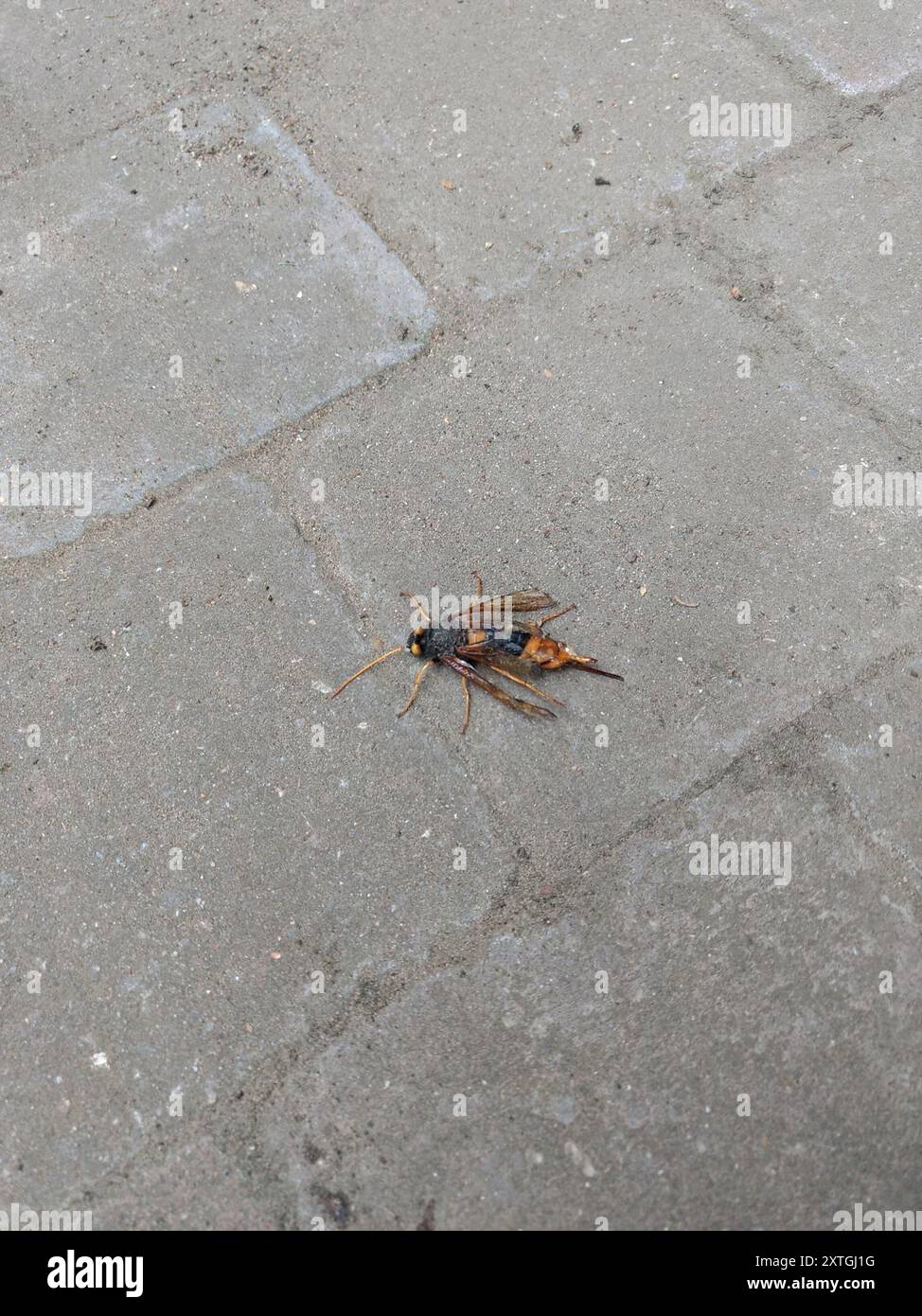 Giant Woodwasp (Urocerus gigas) Insecta Stock Photo - Alamy