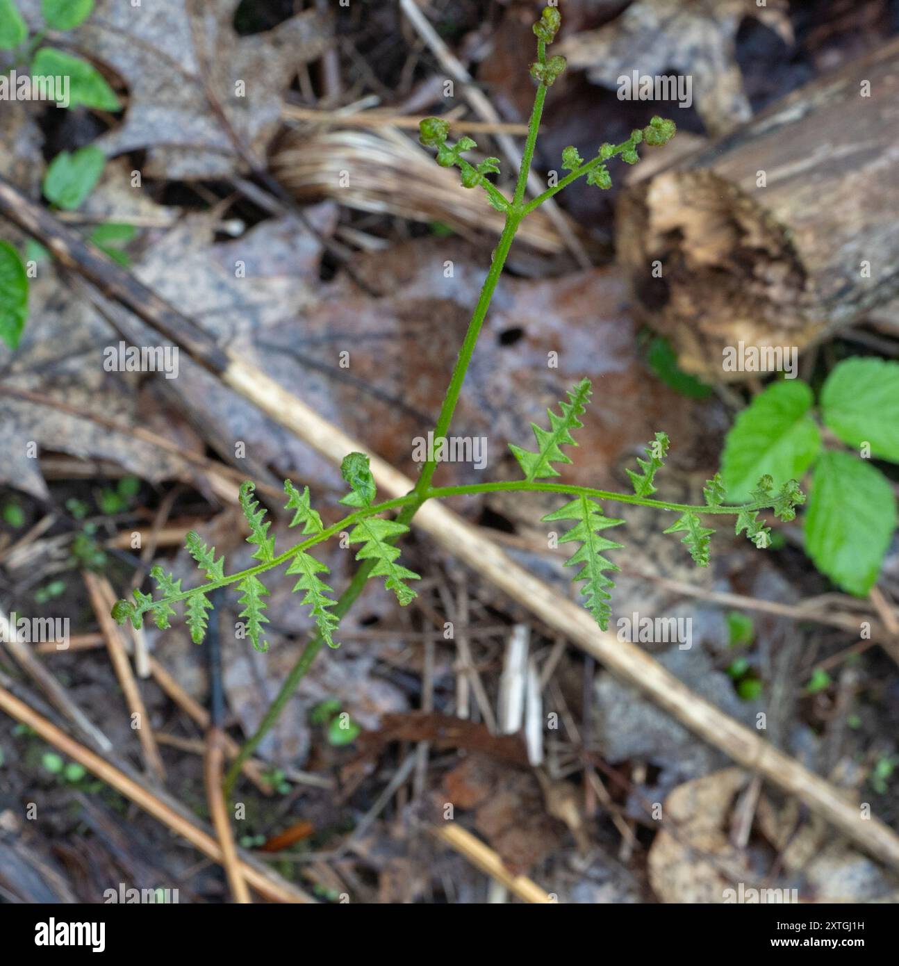 common bracken (Pteridium aquilinum) Plantae Stock Photo - Alamy