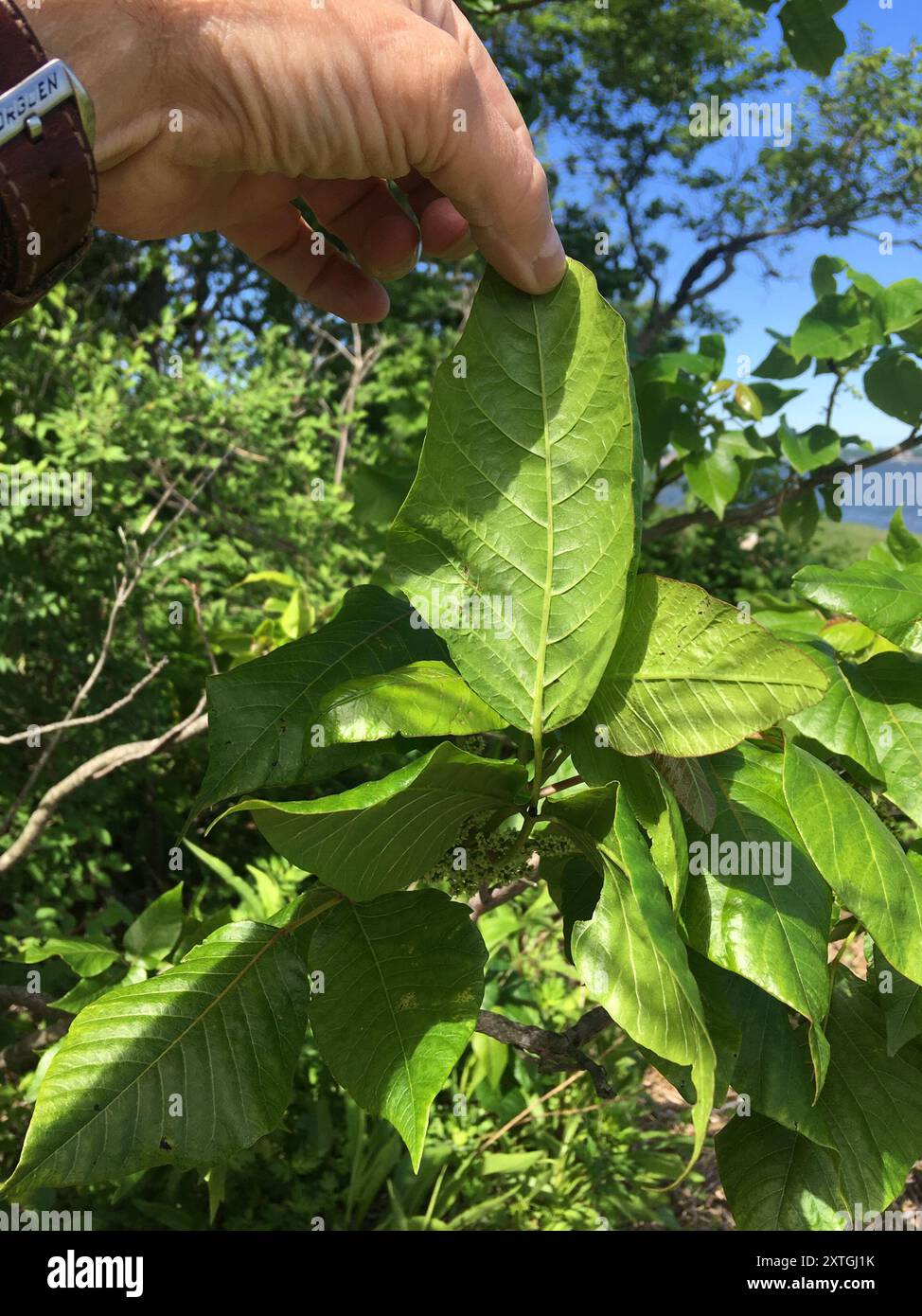 poison ivies and oaks (Toxicodendron) Plantae Stock Photo - Alamy