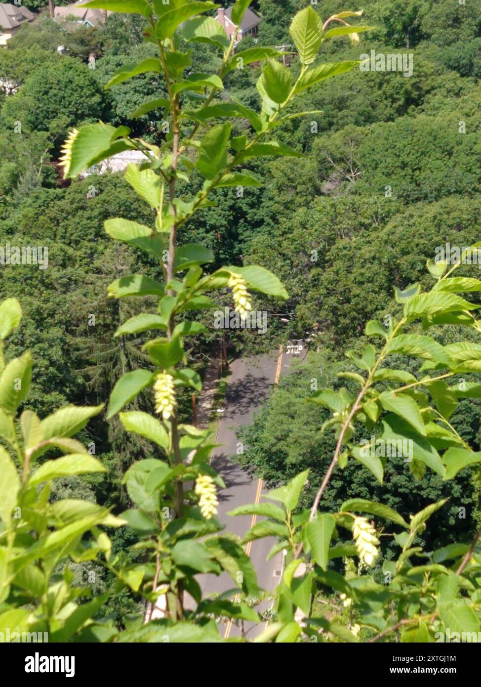 American hophornbeam (Ostrya virginiana) Plantae Stock Photo - Alamy