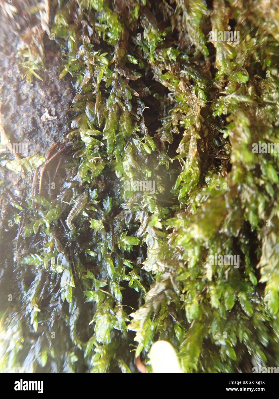 joint-toothed mosses (Bryopsida) Plantae Stock Photo - Alamy