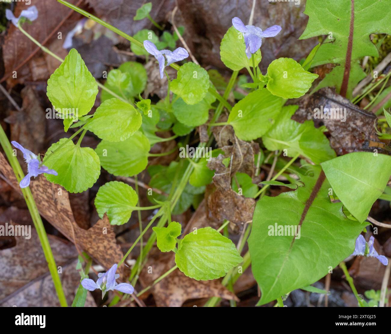 Labrador violet (Viola labradorica) Plantae Stock Photo - Alamy