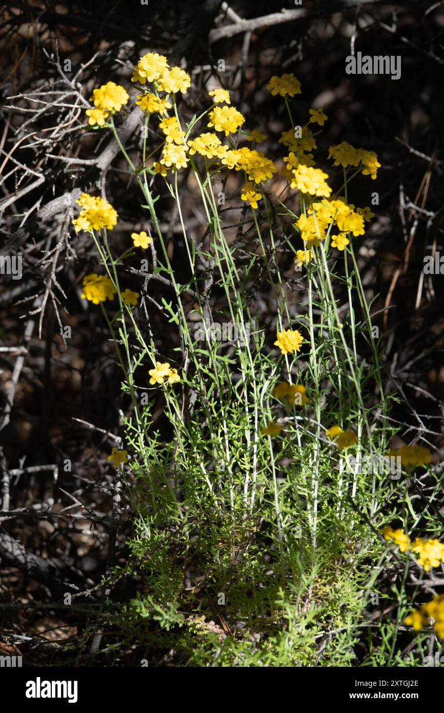 Golden Yarrow (Eriophyllum confertiflorum) Plantae Stock Photo - Alamy
