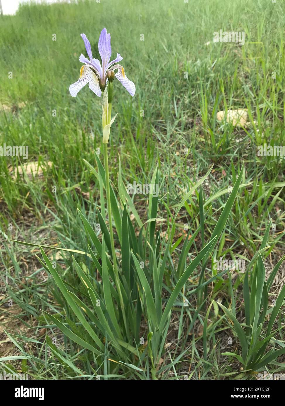 western blue flag (Iris missouriensis) Plantae Stock Photo - Alamy