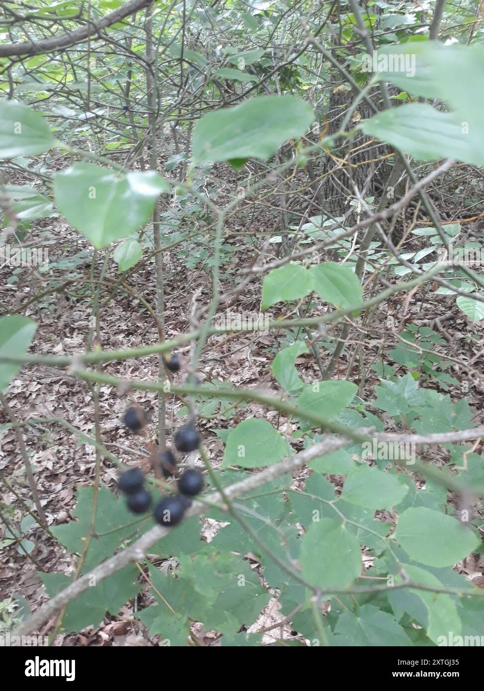 roundleaf greenbrier (Smilax rotundifolia) Plantae Stock Photo - Alamy
