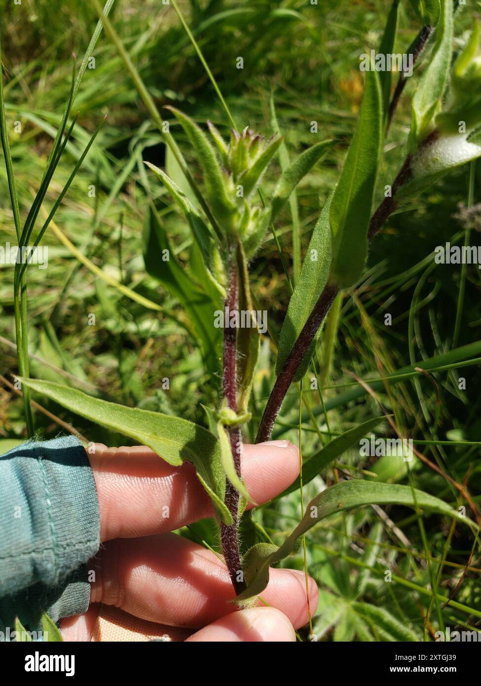 goldenweeds (Pyrrocoma) Plantae Stock Photo - Alamy