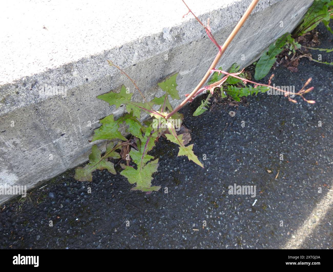 Wall Lettuce (Mycelis muralis) Plantae Stock Photo - Alamy