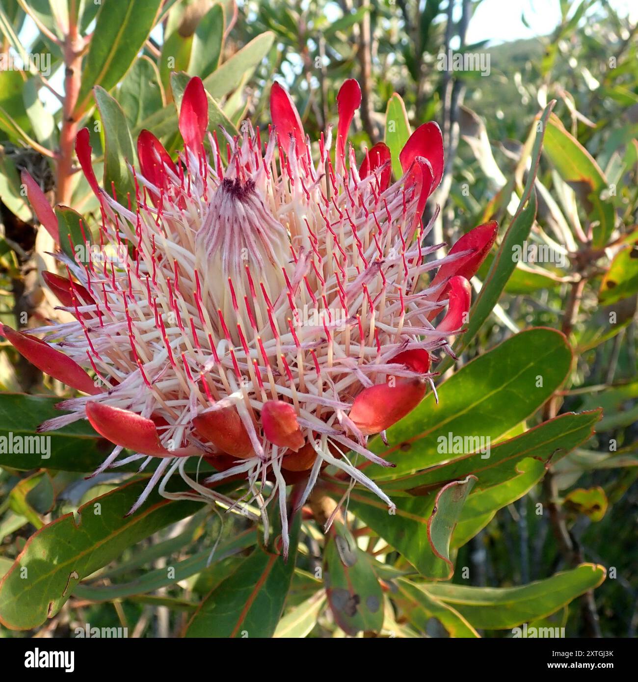stink-leaf sugarbush (Protea susannae) Plantae Stock Photo - Alamy