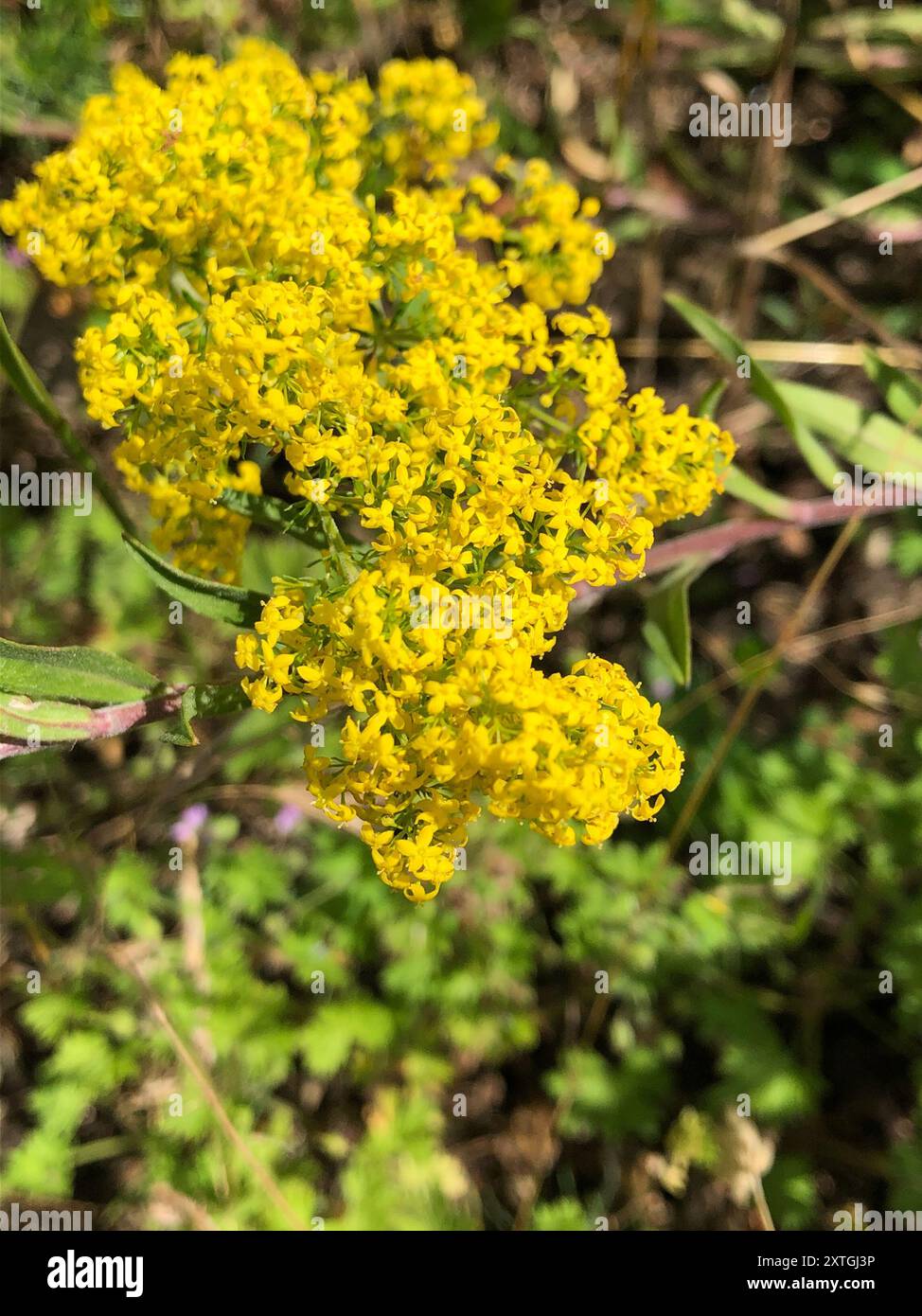 Lady's Bedstraw (Galium verum) Plantae Stock Photo - Alamy