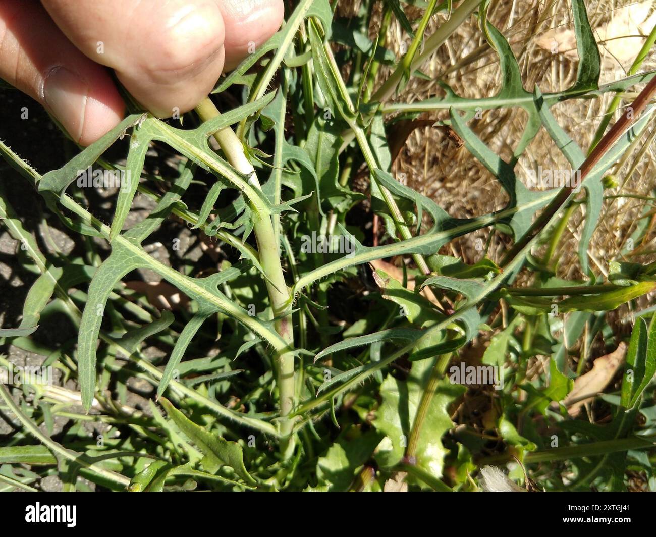 False Hawkbit (Urospermum picroides) Plantae Stock Photo - Alamy