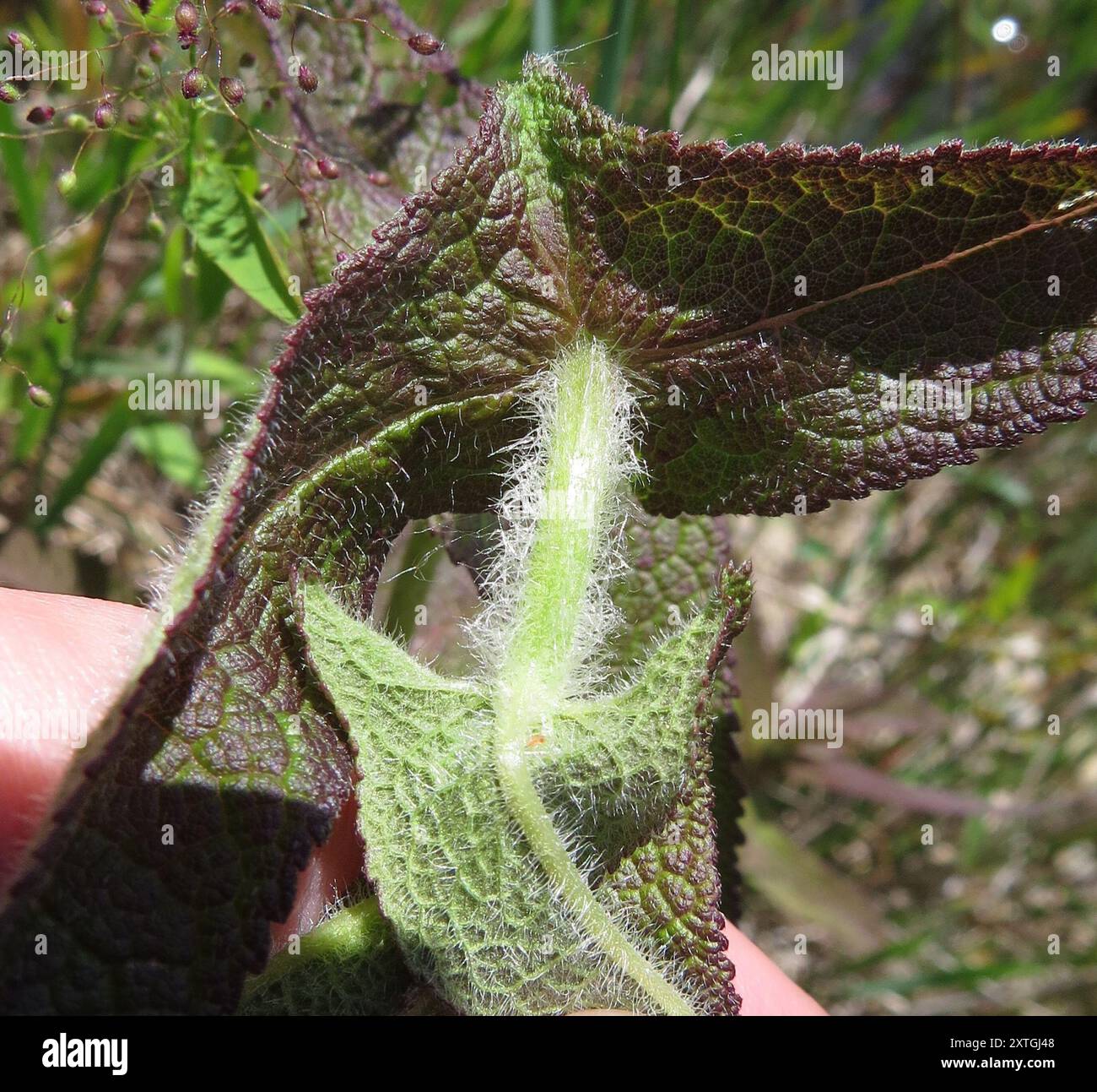 common boneset (Eupatorium perfoliatum) Plantae Stock Photo - Alamy