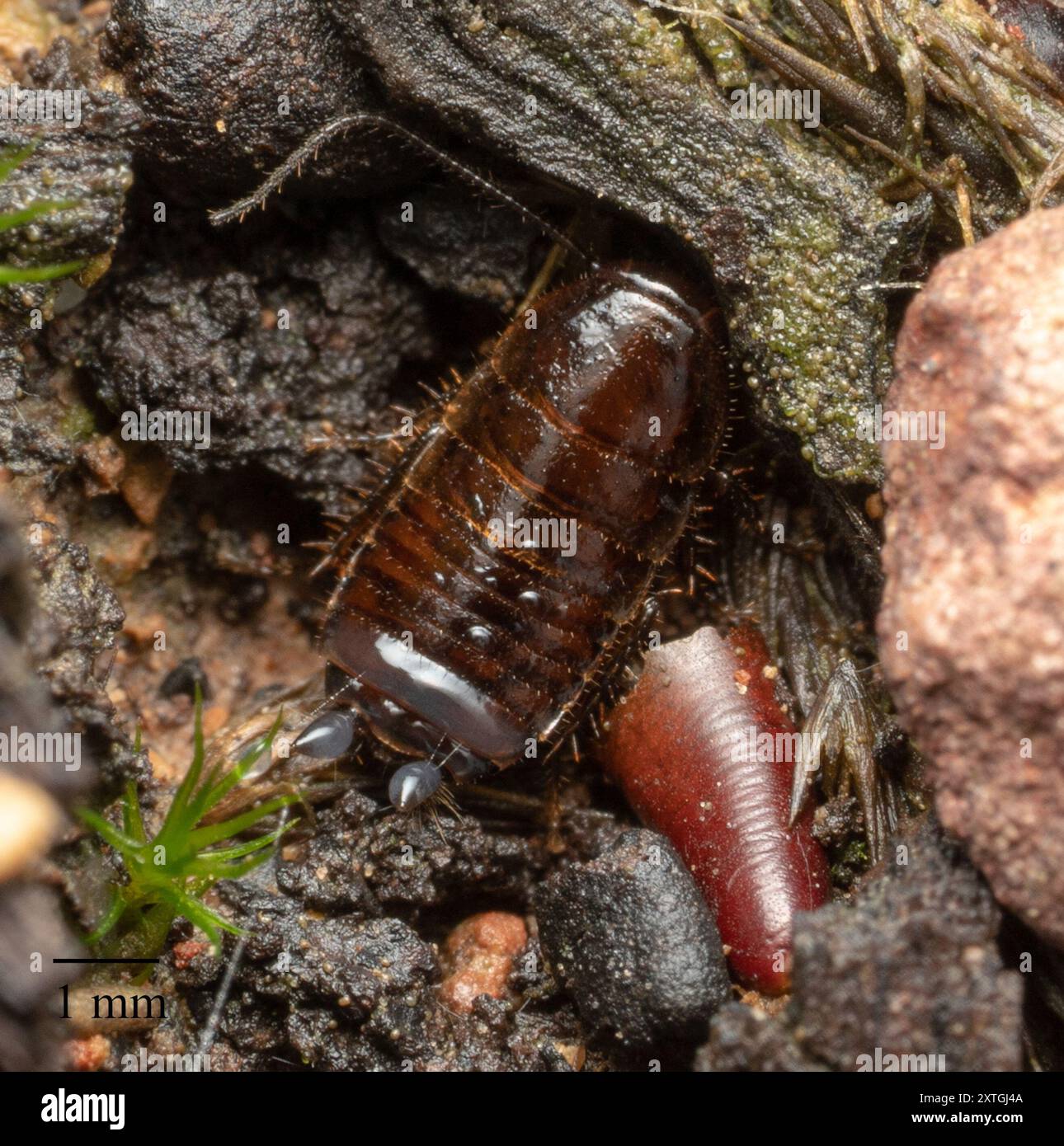 Cockroaches and Termites (Blattodea) Insecta Stock Photo - Alamy