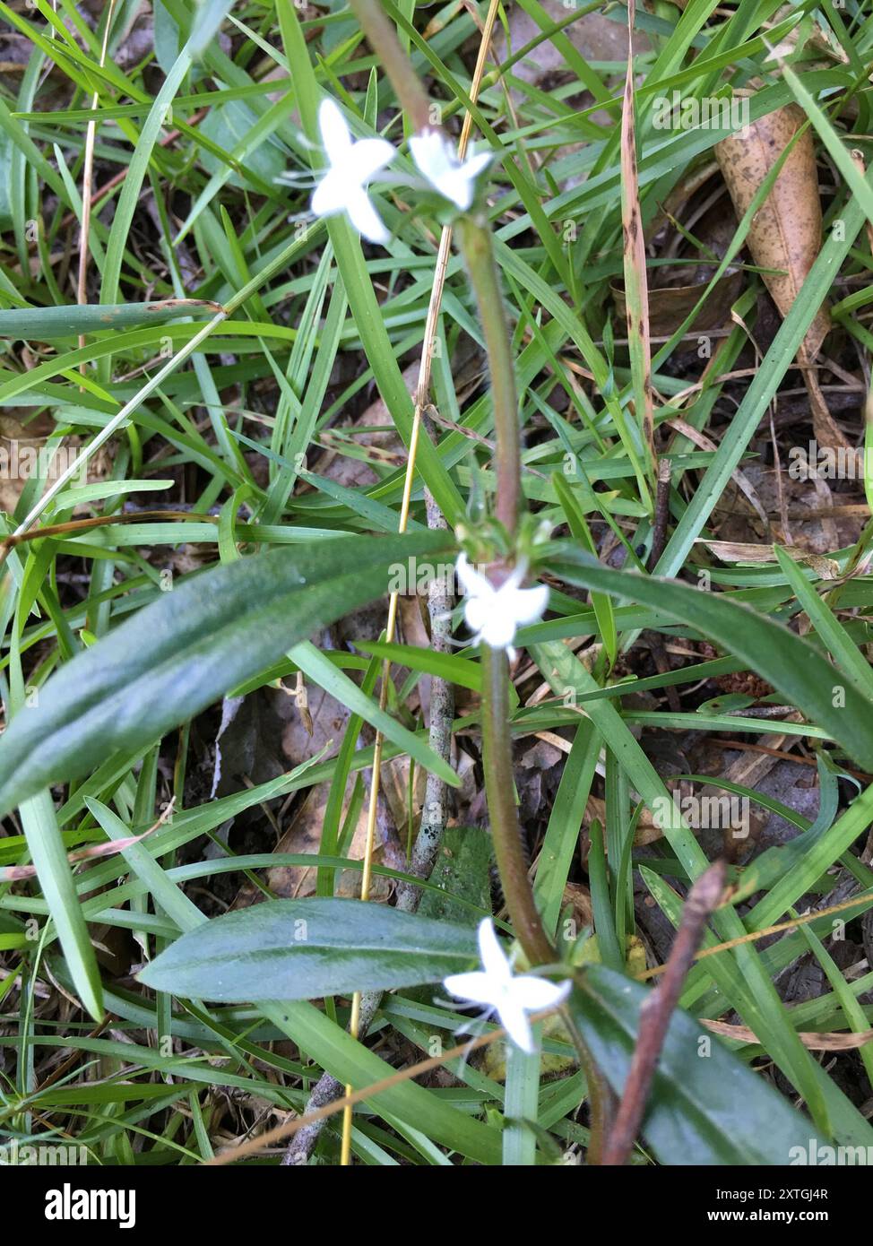 buttonweed (Diodia virginiana) Plantae Stock Photo - Alamy