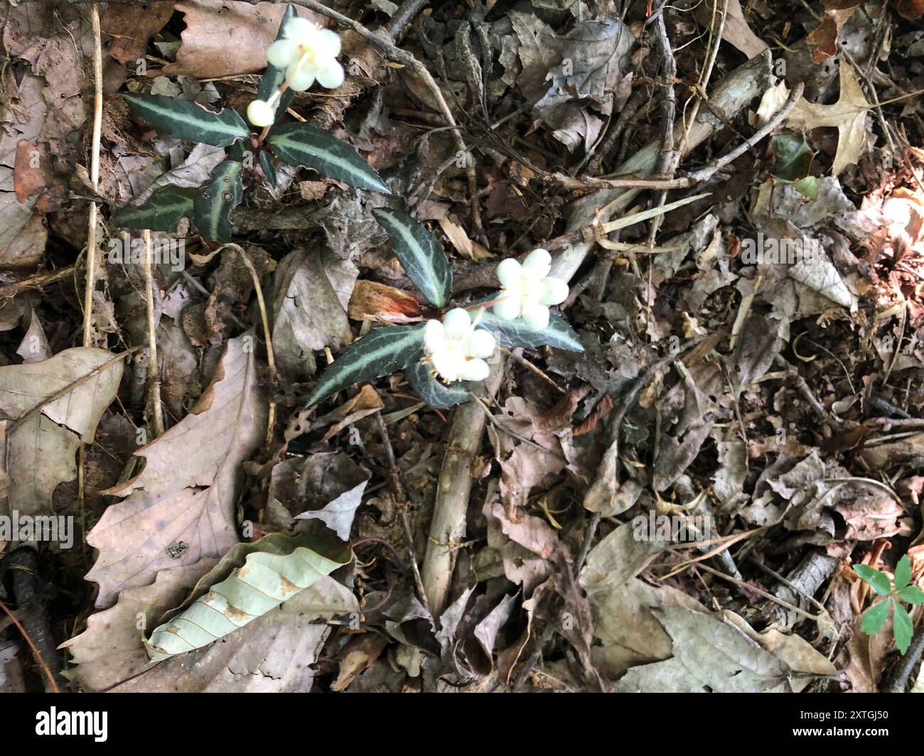 striped wintergreen (Chimaphila maculata) Plantae Stock Photo - Alamy