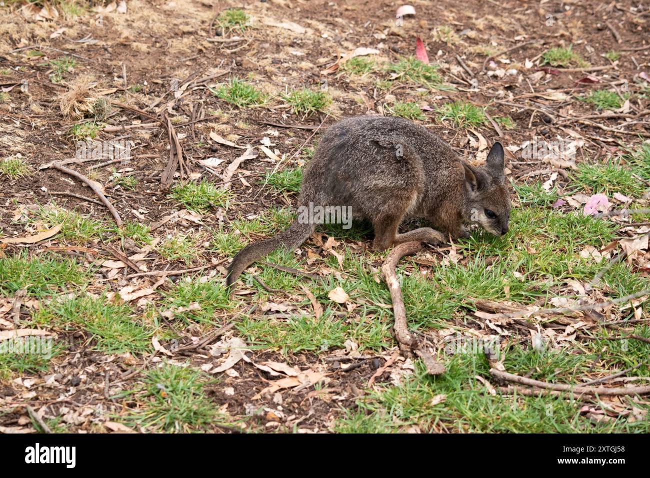 The tammar wallaby has dark greyish upperparts with a paler underside ...