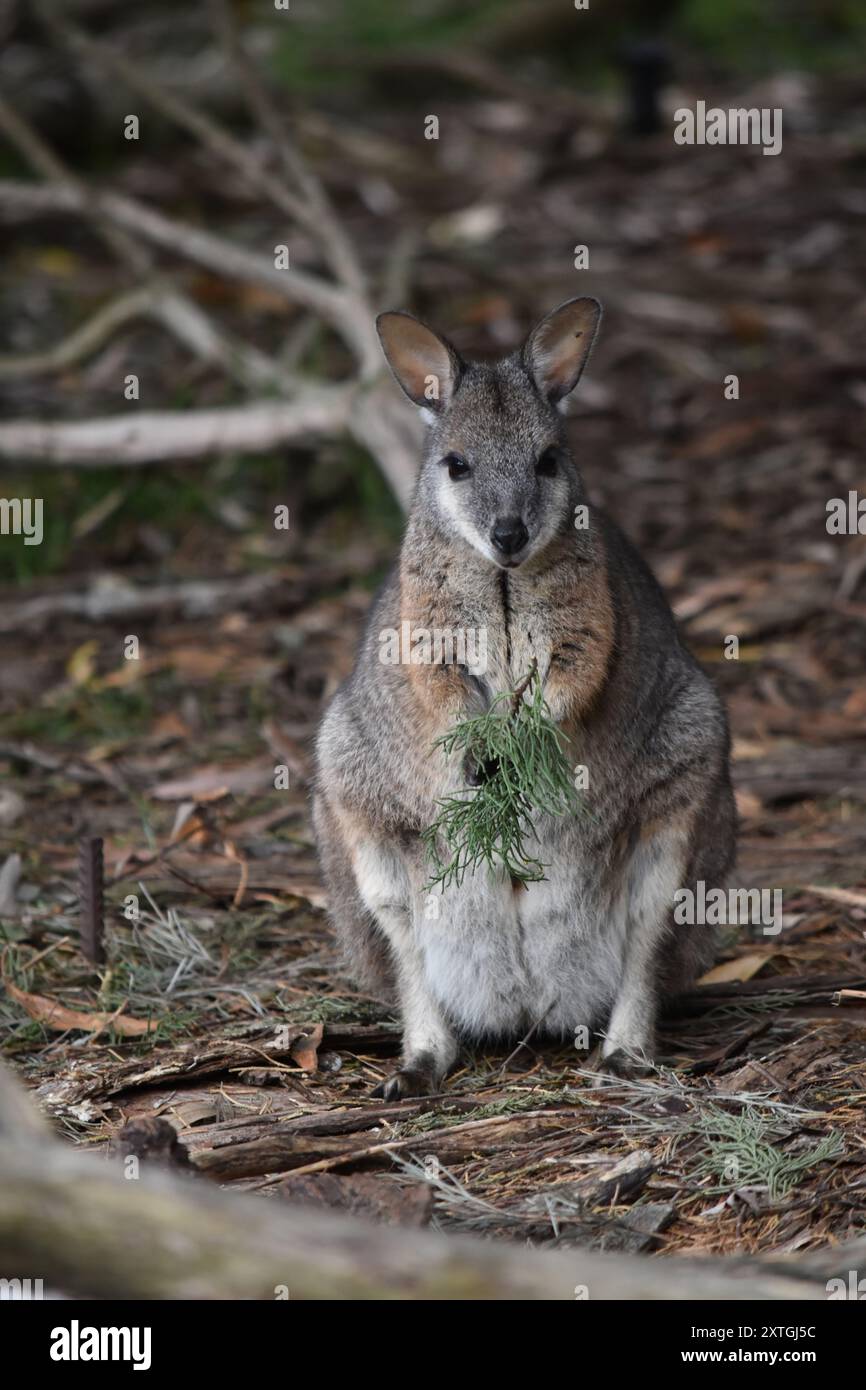 the tammar wallaby has dark greyish upperparts with a paler underside ...