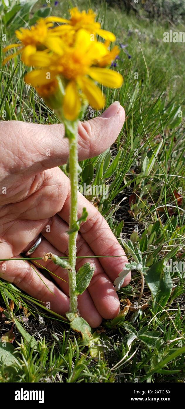 Tall western groundsel (Senecio integerrimus) Plantae Stock Photo - Alamy