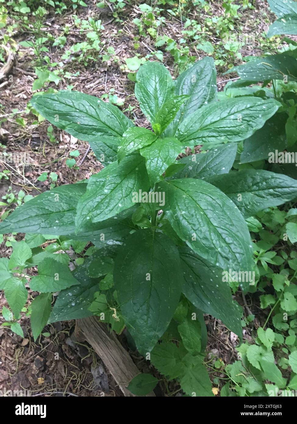 virginia stickseed (Hackelia virginiana) Plantae Stock Photo - Alamy