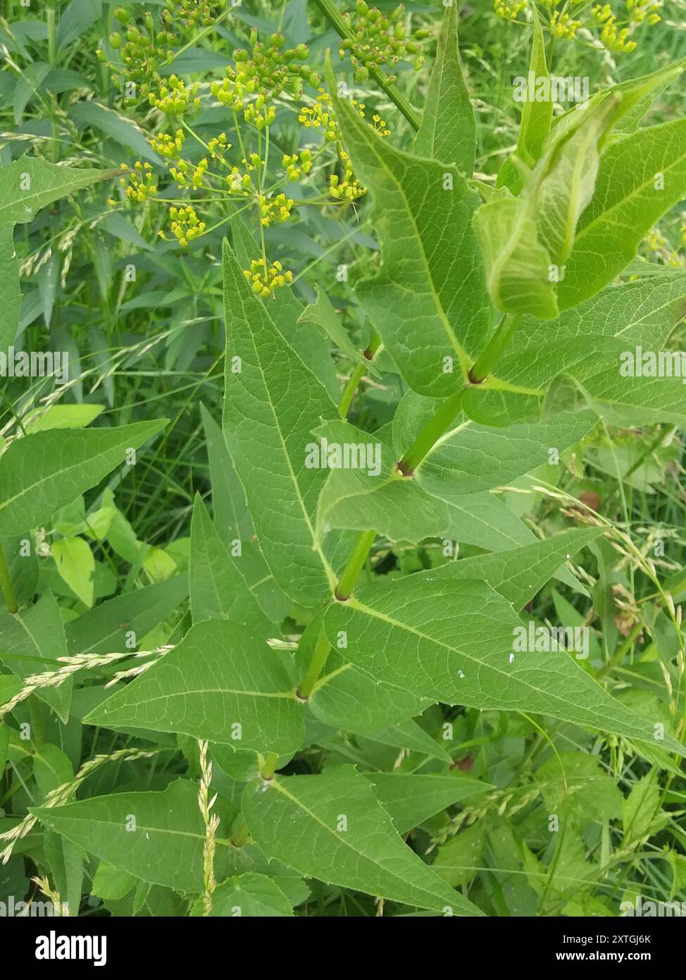 prairie rosinweed (Silphium integrifolium) Plantae Stock Photo - Alamy