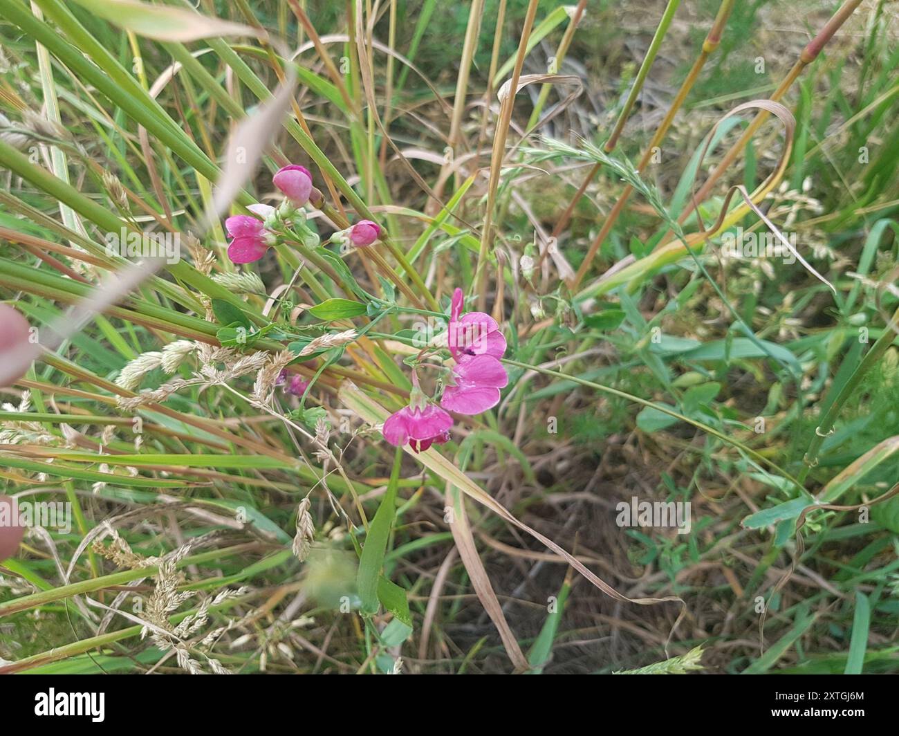 tuberous pea (Lathyrus tuberosus) Plantae Stock Photo - Alamy