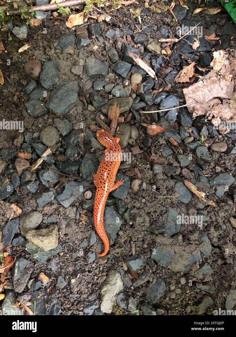 Red Salamander (Pseudotriton ruber) Amphibia Stock Photo - Alamy