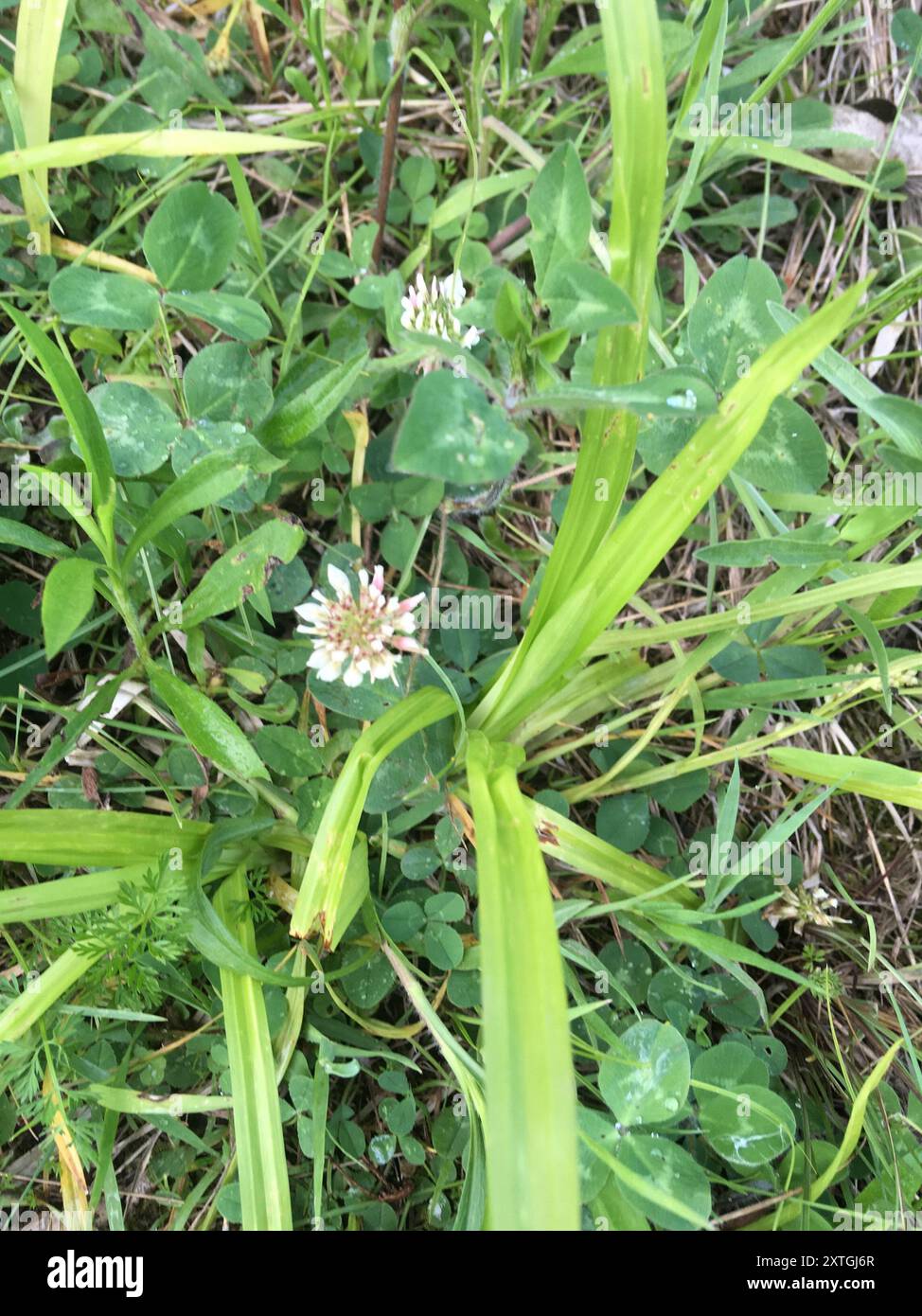 white clover (Trifolium repens) Plantae Stock Photo - Alamy