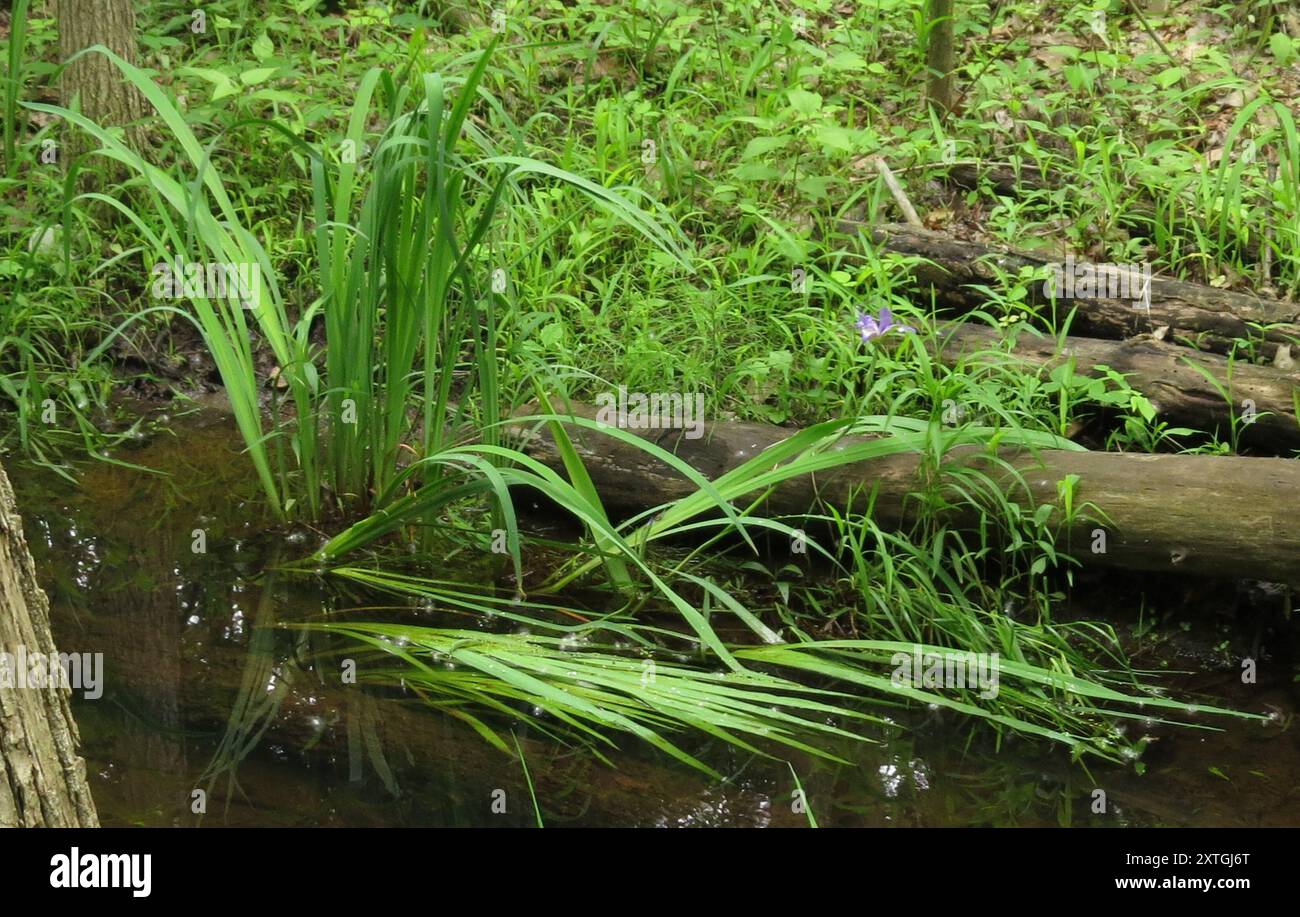 southern blue flag (Iris virginica) Plantae Stock Photo - Alamy