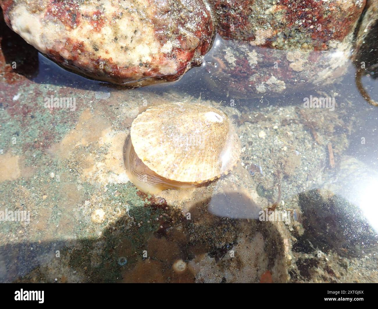 Rough Keyhole Limpet (Diodora aspera) Mollusca Stock Photo - Alamy