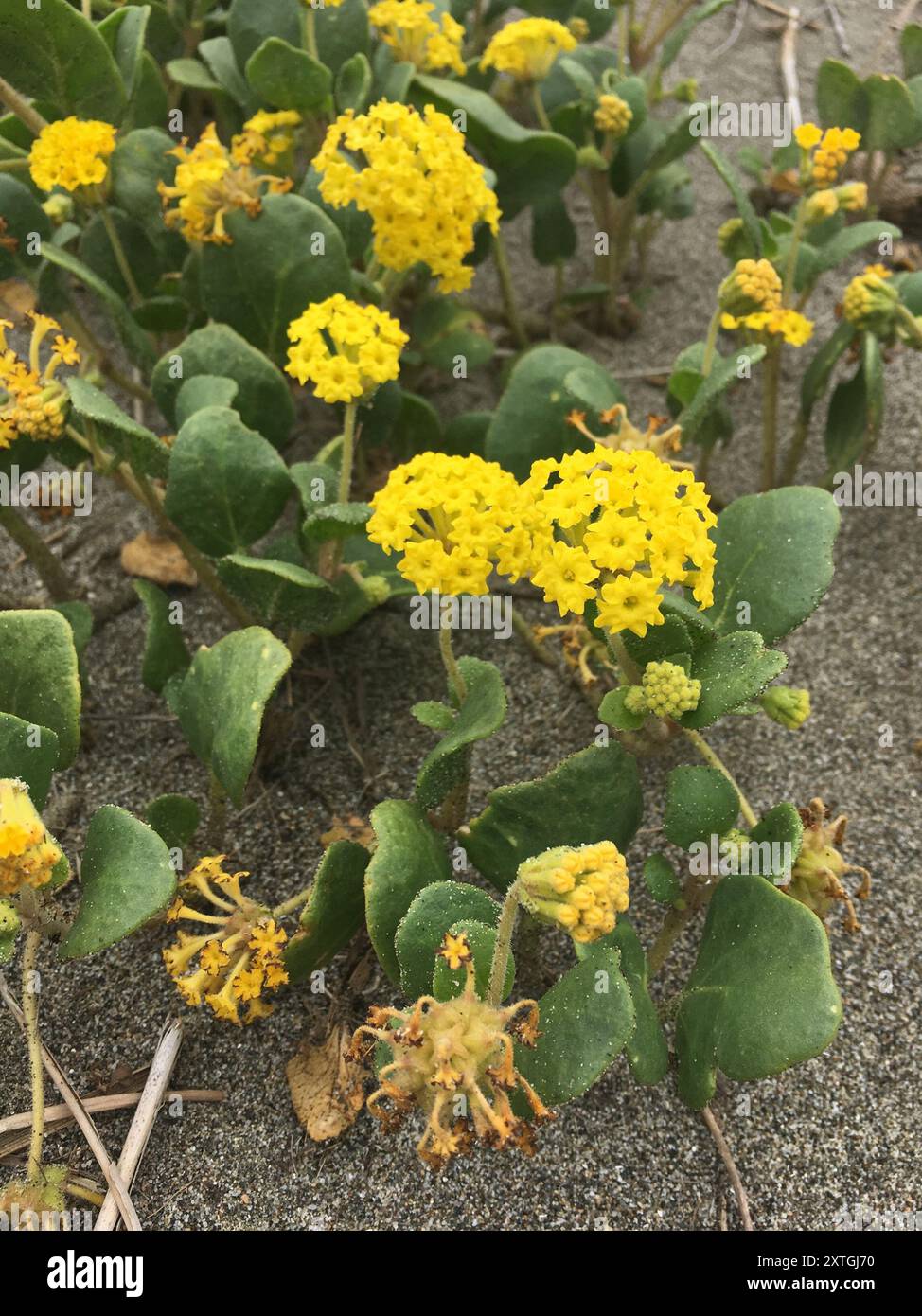 Yellow Sand Verbena (Abronia latifolia) Plantae Stock Photo - Alamy