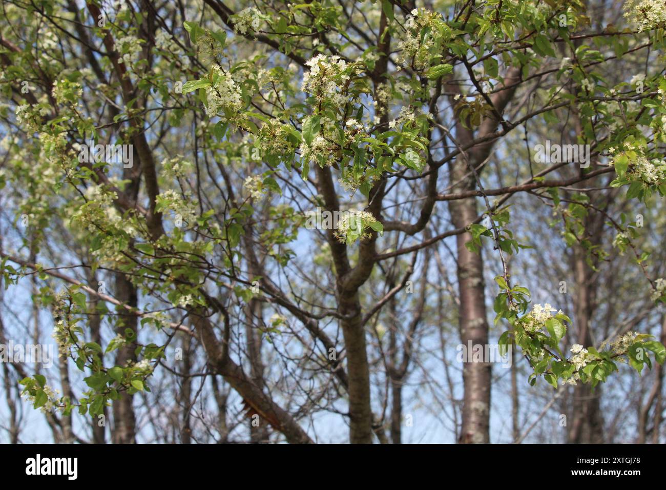 fire cherry (Prunus pensylvanica) Plantae Stock Photo - Alamy
