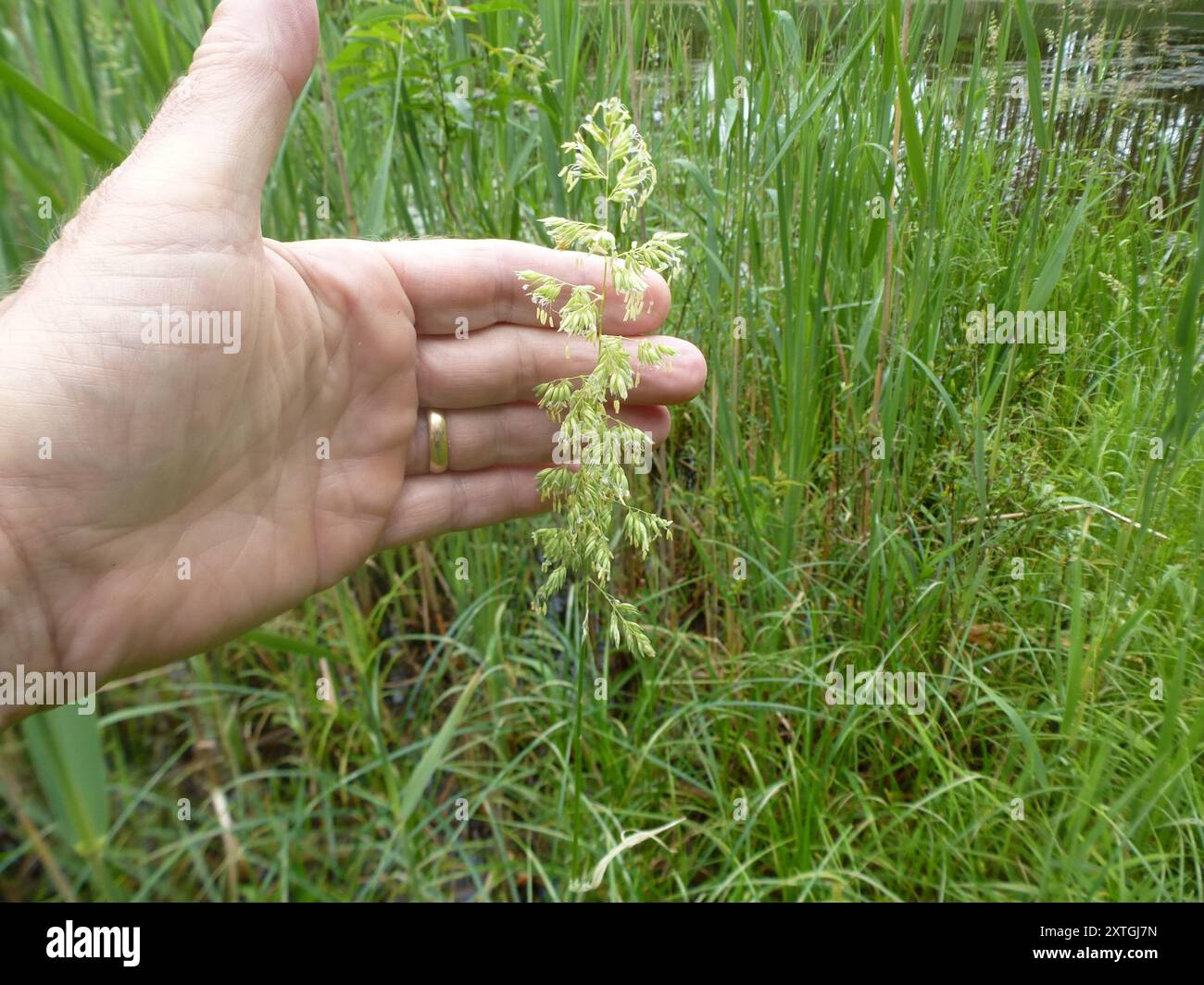 grasses (Poaceae) Plantae Stock Photo - Alamy