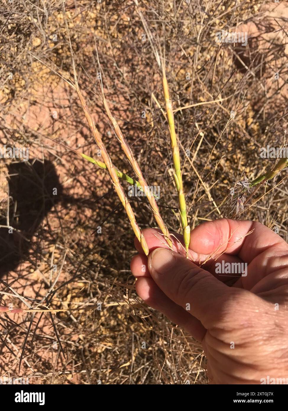 jointed goat grass (Aegilops cylindrica) Plantae Stock Photo - Alamy