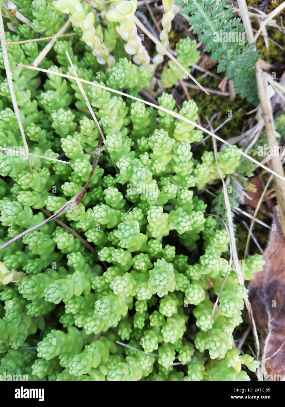 Biting Stonecrop (Sedum acre) Plantae Stock Photo - Alamy