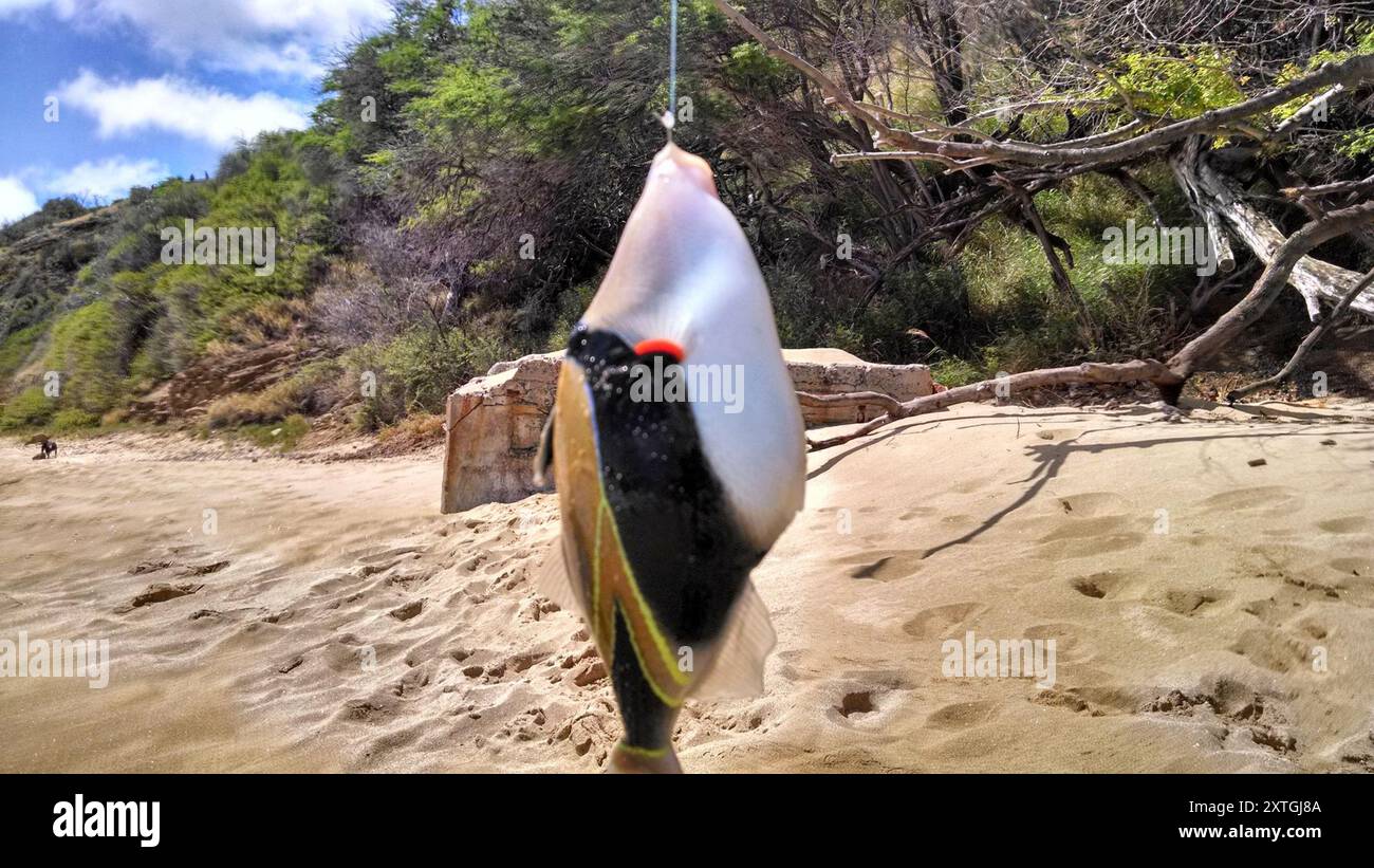 Wedgetail Triggerfish (Rhinecanthus rectangulus) Actinopterygii Stock ...