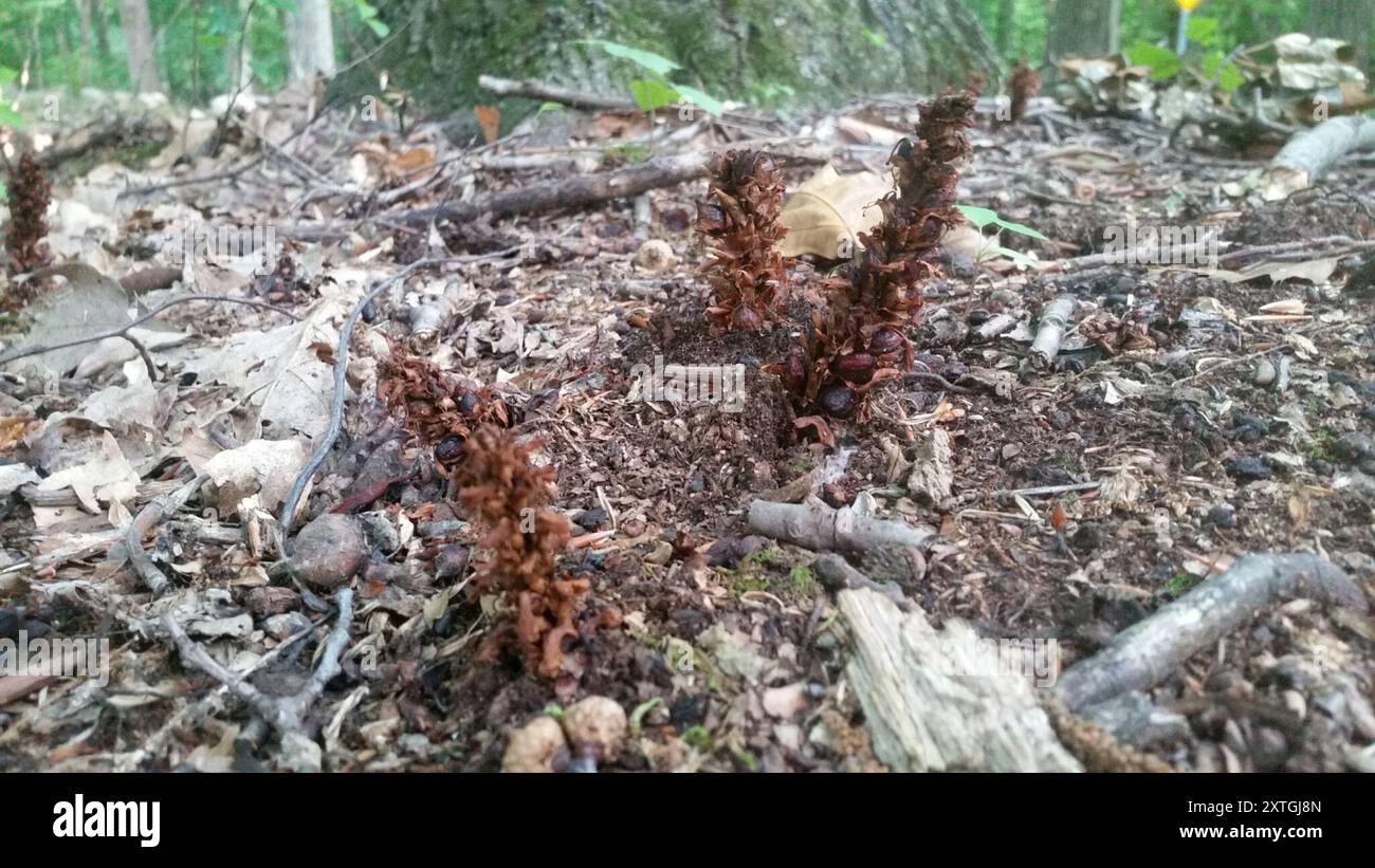 American cancer-root (Conopholis americana) Plantae Stock Photo - Alamy